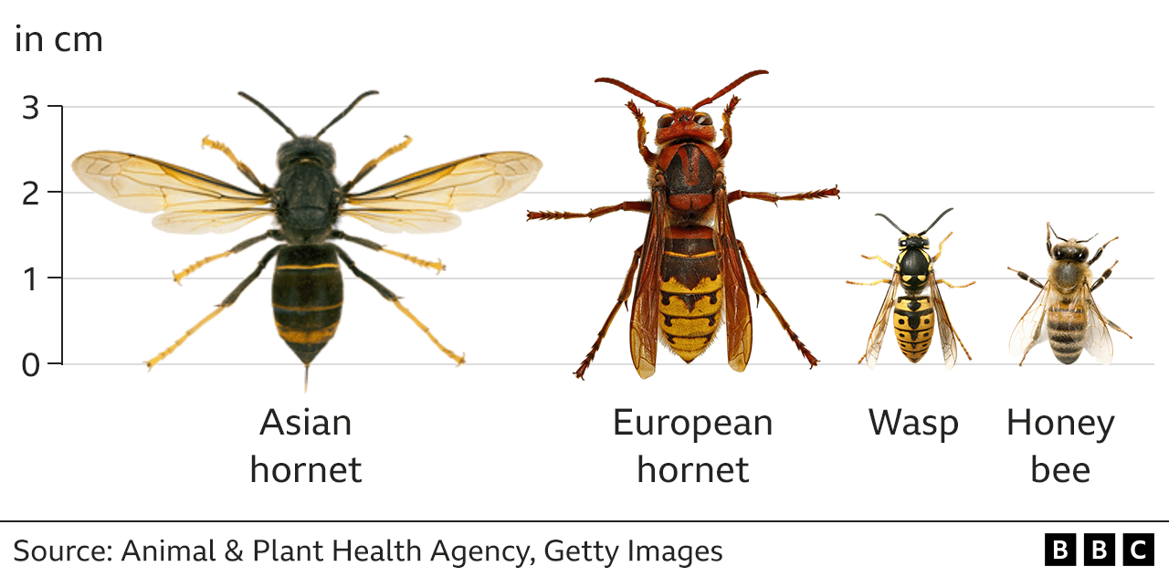 UK bees in danger as Asian hornet sightings rise - BBC News