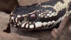 Adder extinction fear over 'image problem' in the UK - BBC News