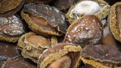 Biodiversity: 'Magical marine species' pushed toward extinction - BBC News