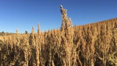 How quinoa is changing farmers' lives in Peru - BBC News