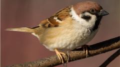 Pictures: Britain's top ten most common birds - BBC Newsround