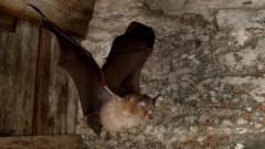 Nature reserve to be created near Blandford to protect rare bat - BBC News