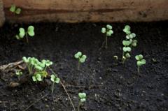 The great cabbage myth - BBC News