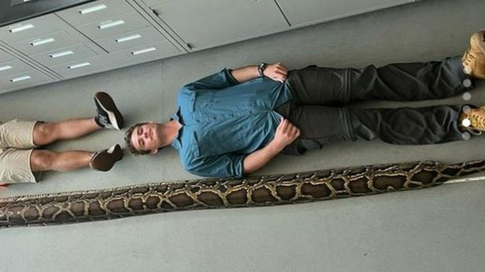 Texas woman injured after hawk drops snake on her - BBC News