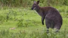 Survey finds more than 560 wallabies living in wild on Isle of Man ...