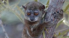 Lemur extinction: Vast majority of species under threat - BBC News