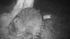 Rare footage of 'pure wildcat' captured in Huntly - BBC News