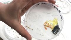 Microplastics: Seeking the 'plastic score' of the food on our plates ...