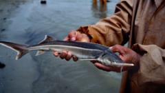 Extinction: Freshwater fish in 'catastrophic' decline - BBC News