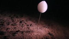 Underwater creatures: 5,000 new species found in the Pacific Ocean ...