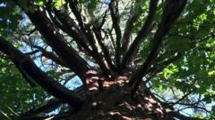 Giant 200-year-old redwood tree cut down 'by mistake' - BBC News