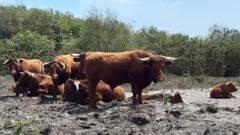 Studland Bay: Cows return to restore coastal sand dunes - BBC News