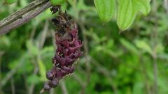 The secret life of plants: Ten new species found this year - BBC News