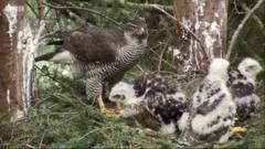 Springwatch 2020: Check out some of these amazing moments - BBC Newsround