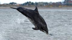 Famous orca photographed off Chanonry Point - BBC News
