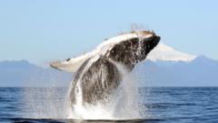 Coral bleaching: Scientists 'find way to make coral more heat-resistant ...