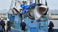 Japan whale hunting: 'By-catch' rule highlighted after minke death ...