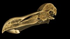 Oxford Dodo was shot in head, scans find - BBC News