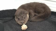 Orphaned baby otter in roadside rescue - BBC News