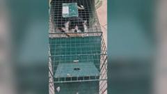 Missing March pet cat Marko found after six years living feral - BBC News