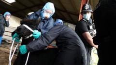 Geronimo the alpaca killed as legal row ends - BBC News