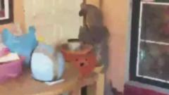 Australian woman wakes to 5m python surprise - BBC News