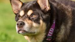 Fat dog George 'gorged on pasties and pies' - BBC News