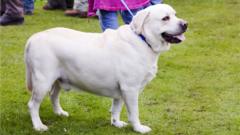 Why fat Labradors can blame their genes - BBC News