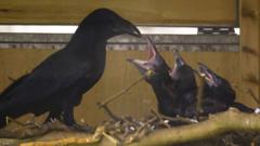 Tower of London welcomes first raven chicks in 30 years - BBC News