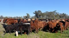 New bid for the Kidman estate, Australia's largest cattle farm - BBC News
