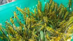 Locust swarms: South Sudan latest to be hit by invasion - BBC News