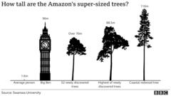 Swansea scientist helps protect Amazon's tallest trees - BBC News
