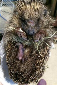 Researchers criticised after tagged hedgehog's death - BBC News
