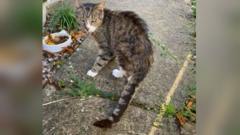 Newmarket cat reunited with owner after years 'living rough' - BBC News