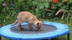 Springwatch 2020: Check out some of these amazing moments - BBC Newsround