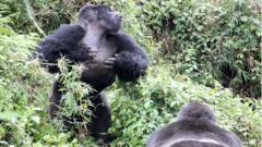 Secrets of gorilla communication laid bare - BBC News