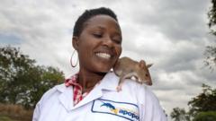 Is it time to stop hating the rat? - BBC News
