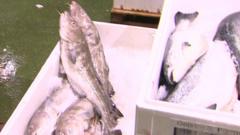 North Sea cod back on the menu, marine body says - BBC News