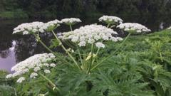 UK poisonous plants: The dangerous plants lurking in plain sight - BBC News