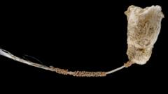 Scientists find new deep sea species in seas off Java - BBC News