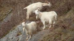999 distress call victim 'was goat' - BBC News