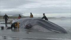 Deep-sea 'graveyard' reveals fate of dead ocean giants - BBC News