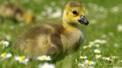 Your pictures: Fluffy - BBC News