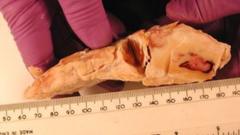 Elephant's sixth 'toe' discovered - BBC News