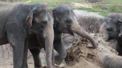 Pictures: How elephants keep themselves cool - BBC Newsround