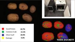 New potato-spotting AI built with off-the-shelf tech - BBC News