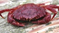 Rare maerl crab found in Cornwall - BBC News