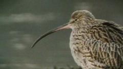 Epic 7,500-mile cuckoo migration wows scientists - BBC News