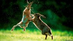 Pictures: Wild Planet photographs on display - BBC Newsround