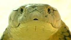 Snake handler discovers highly venomous new species in a jar - BBC News